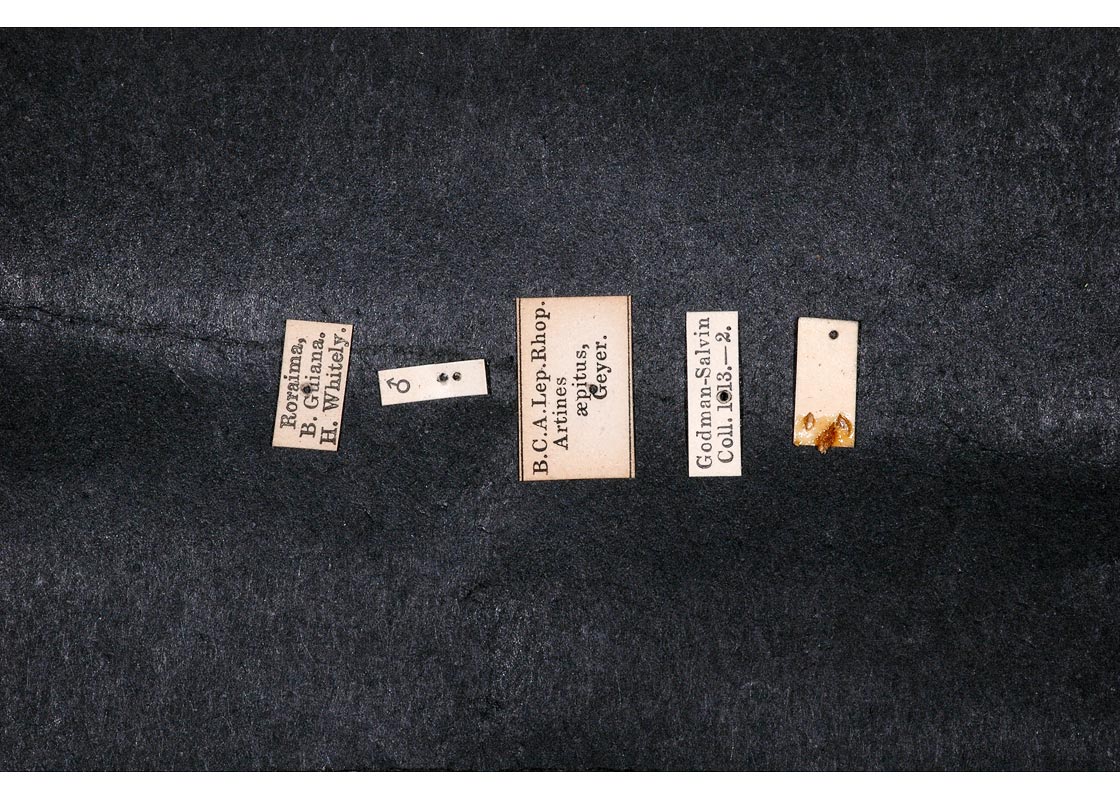 Artines focus (type specimens)